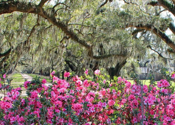 Isle of Palms Vacation Rentals